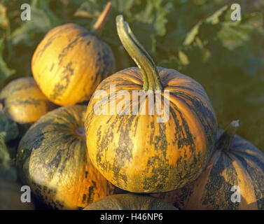 Nuclear pumpkin, Cucurbita, pumpkin plants, pumpkin field, leaves, the ...
