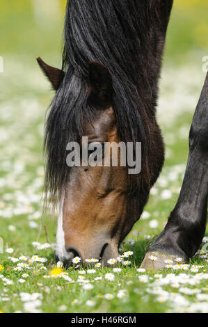 Race horse and pony standing side by side in a horse trailer. It is ...