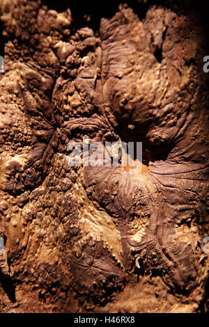 Cinnamon Tree Bark On A Spice Plantation In Goa, South India ...