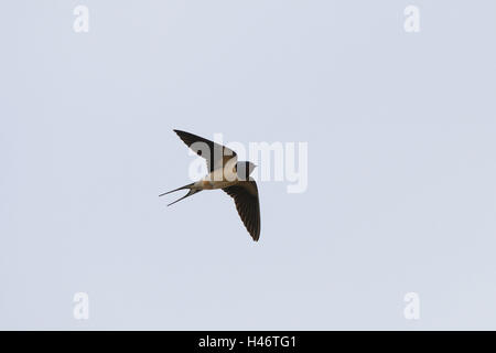 Swallow, Hirundo rustica, fly, heaven, at the side Stock Photo - Alamy
