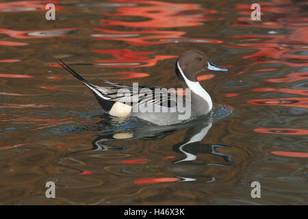 Spit duck, Anas acuta, male, water, swim animals, animal, birds, bird ...