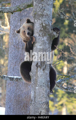 A bear climbs a tree Stock Photo - Alamy