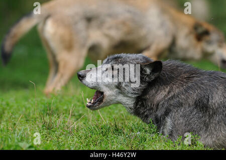 Timberwolf, Canis lupus lycaon, half portrait, stand, side view Stock ...