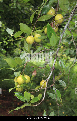 fruit and leaves of the Nutmeg tree (Myristica fragrans) isolated on a ...