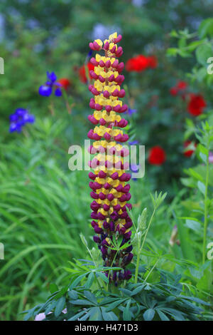 Lupin / (Lupinus spec Stock Photo - Alamy