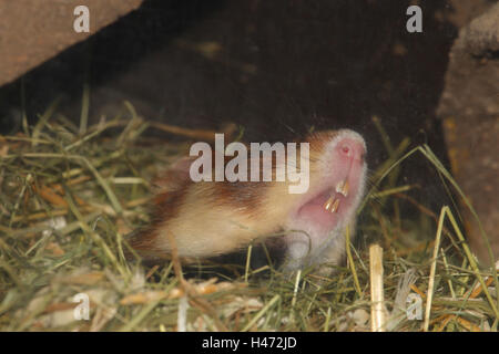 Field hamster under construction Stock Photo - Alamy