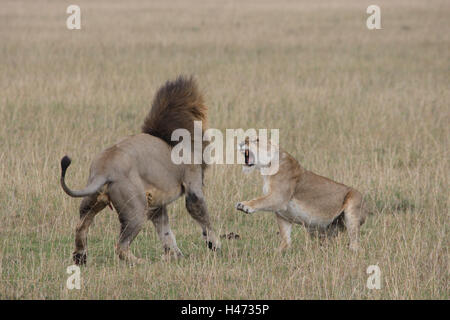 Lions after mating at Masai Mara Stock Photo - Alamy