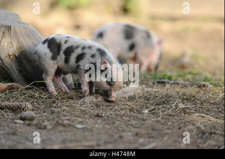 Vietnamese pendulous abdomen pig, piglet, side view, stand Stock Photo ...