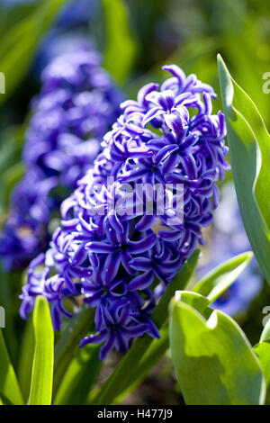 Deep purple hyacinths in a flower bed in the garden lit by sunlight ...