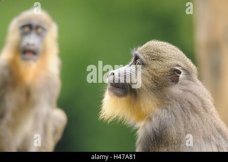 Mandrill, Mandrillus sphinx, half portrait, front view, sitting ...