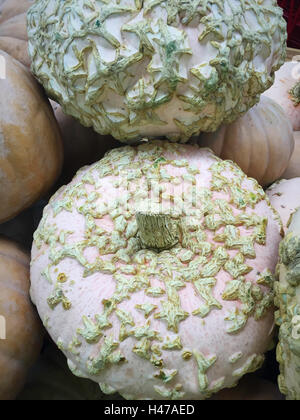 vegetable pumpkin heirloom squash cinderella vine grape vine grape-vine ...
