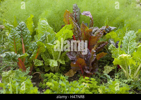 mangold in the garden Stock Photo - Alamy