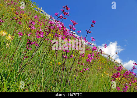 Mountain flower meadow, steep slope Stock Photo - Alamy