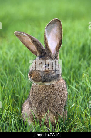 rabbit, meadow, watchful Stock Photo - Alamy