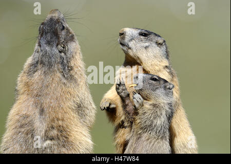 Alp groundhogs, Marmoto marmota, stand, eat two, biscuit, side view ...