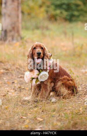 Cocker Spaniel sitting in a flower planter box surround by pink ...