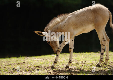 Somali Wild Ass (Equus africanus somalicus) adult and foal, smallest of ...