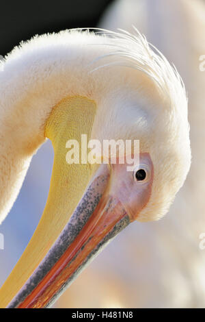 Rose's pelican Pelecanus onocrotalus, portrait, animal Stock Photo - Alamy