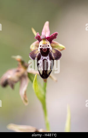 Cretan Ophrys (Ophrys cretica) in flower, orchid endemic to Crete and ...