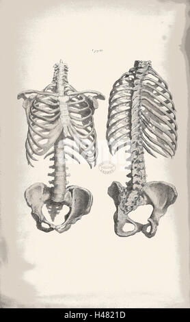 The bones of the trunk Stock Photo - Alamy