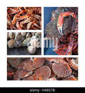 Collage of Crabs Stock Photo - Alamy