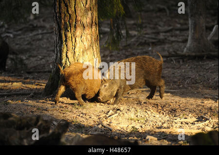 Two aggressive wild boars (Sus scrofa) in the snow in winter fighting ...