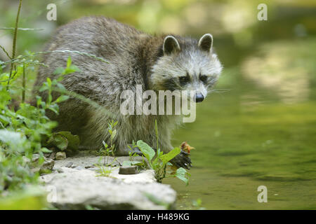 Racoon, Procyon lotor, shore, standing, side view, looking at camera ...