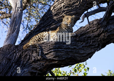 A leopard, Panthera pardus, lies on a branch of a tree, head raised ...