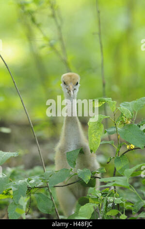 a red-crowned crane with a chick standing in snow meadow, Hokkaido ...