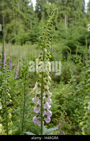 Blossom of the red digitalis (Digitalis purpurea Stock Photo - Alamy