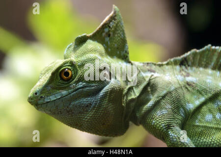 Forehead cloth basilisk, Basiliscus plumifrons, forehead cloth basilisk ...