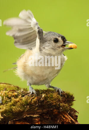 Tufted titmouse (Baeolophus bicolor) flying, isolated on white ...