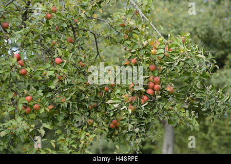 Cultural apples, Malus domestica, Pyrus malus, branch, hang, ripe Stock ...