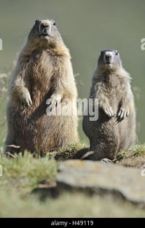 Alp groundhogs, Marmoto marmota, stand, eat two, biscuit, side view ...