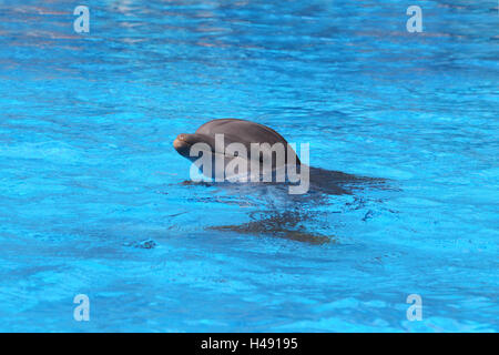Bottlenose Dolphin (Tursiops truncatus) portrait at the Waikoloa Hyatt ...