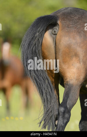 Backside of a brown horse with the tail Stock Photo - Alamy
