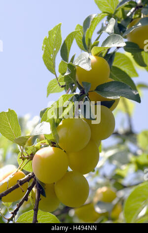 Mirabelle tree, branch, detail, fruits, ripe Stock Photo - Alamy
