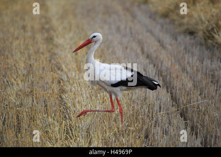 White stork, side view, grain field, landscape format, wild animal ...