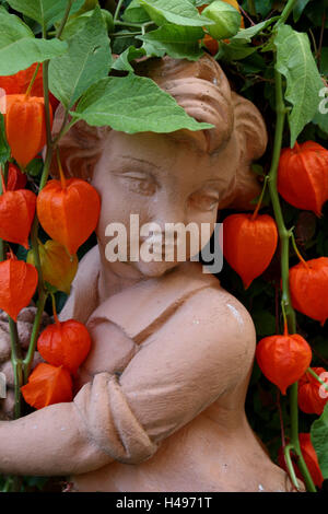 Lampion flower Lampion plant Physalis franchetii, Lampion flower ...
