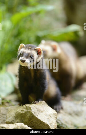 European polecat, Mustela putorius, stone, stand, at the side Stock ...