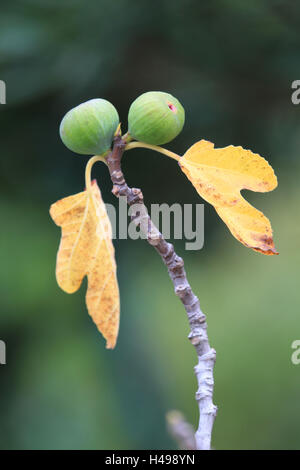 Real fig or fig tree (Ficus carica), ripe figs against a white ...