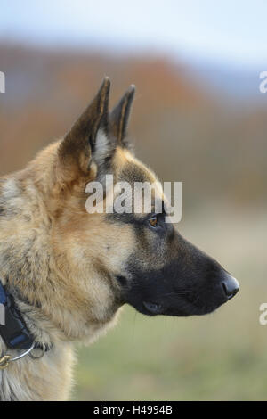German Shepherd Portrait Side View Stock Photo - Alamy