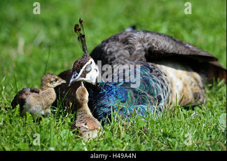 Peacock, Pavo cristatus, mother animal, fledgling, side view, meadow ...