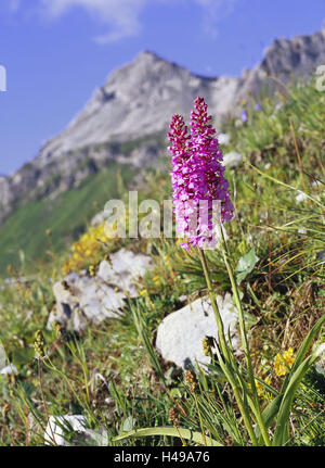 Mountain pasture, orchis Stock Photo - Alamy