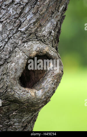 Knothole of a tree Stock Photo - Alamy