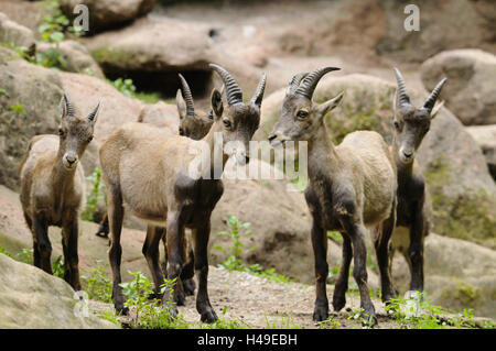 Alp ibexes, Capra ibex, nanny-goat, kid Stock Photo - Alamy