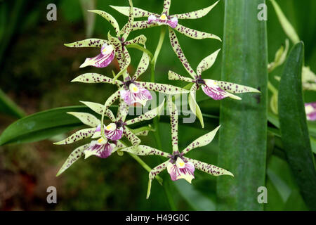 Epidendrum hybrid orchid Stock Photo - Alamy