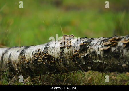 Smoky polypore (Bjerkandera adusta Stock Photo - Alamy