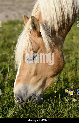 Close up of a Haflinger pony eating hay on winter day England UK Stock ...