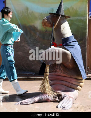 Yokohama, Japan. 15th Oct, 2016. A female walrus Pico poses as a ...